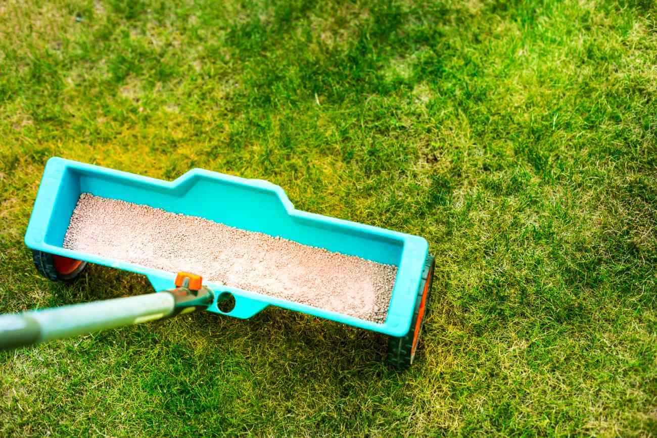 Jaki nawóz do trawy? Ranking 2025 - Rośliny