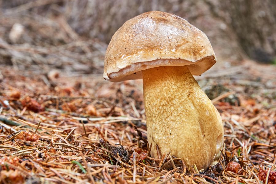 Podgrzybek trujący – charakterystyka grzyba szatana