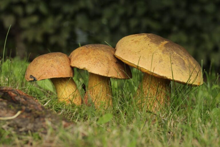 Borowik ponury — cechy, właściwości i ciekawostki o grzybie