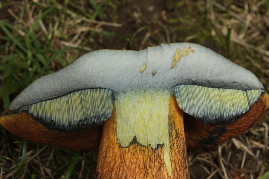 Grzyb siniak, czyli borowik ponury – jadalny czy trujący?