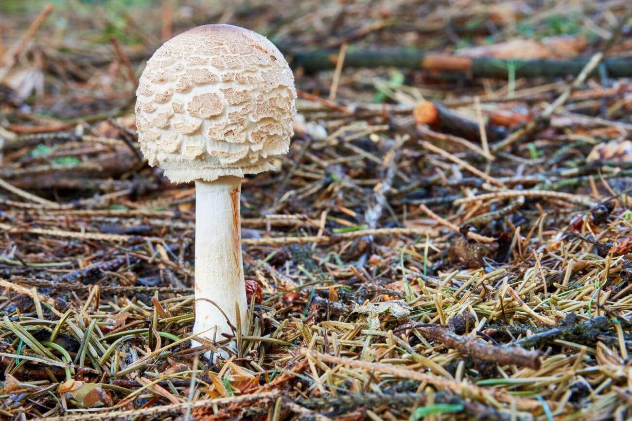 Kania czerwieniejąca – grzyb na skraju lasu