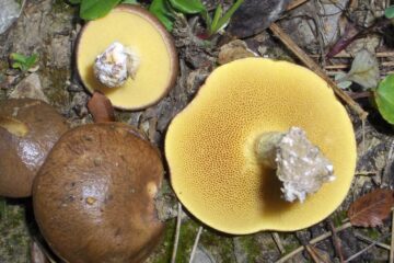 Maślak rdzawobrązowy – jadalny grzyb z rodziny maślakowatych