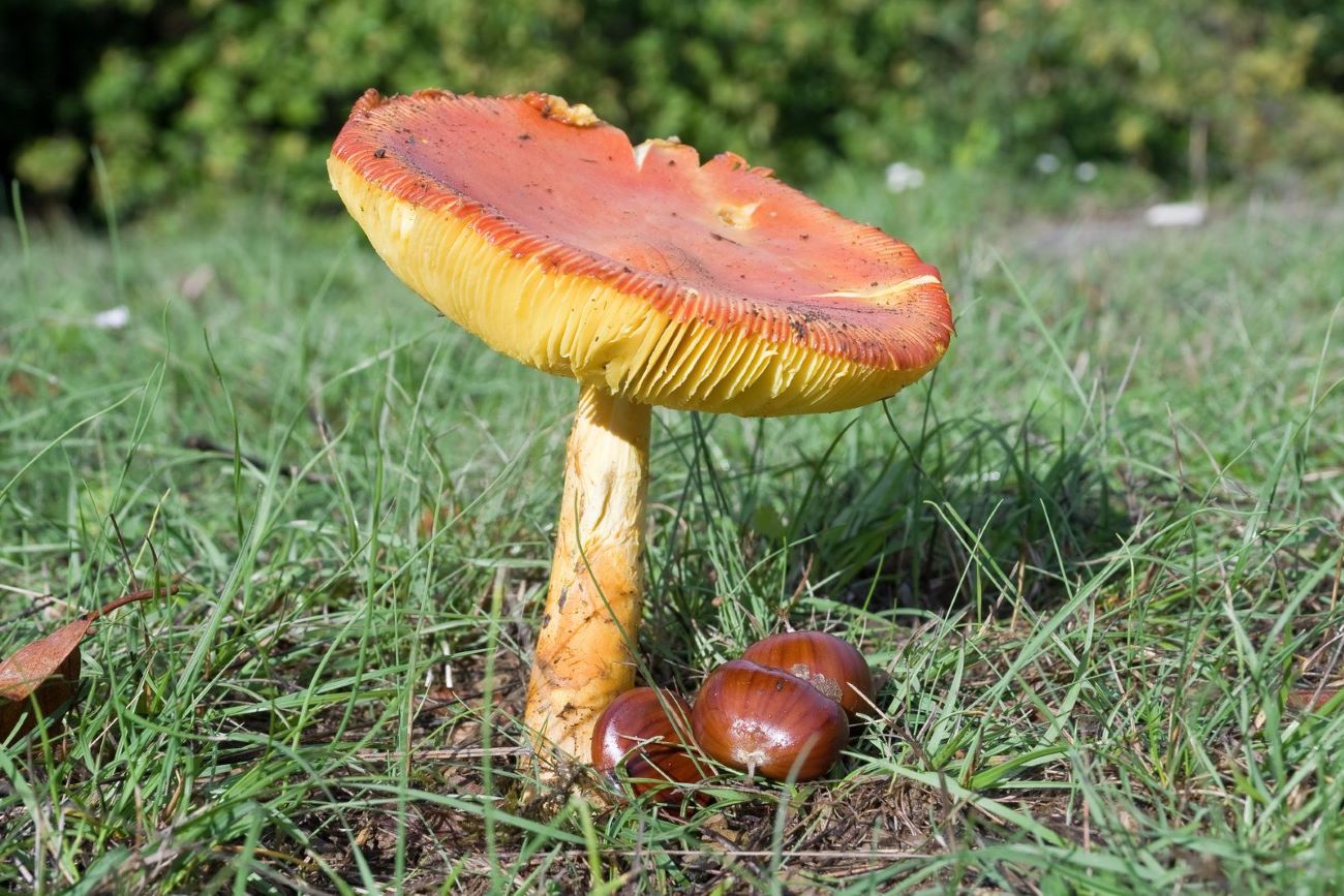 Muchomor cesarski (Amanita caesarea) – opis gatunku grzyba