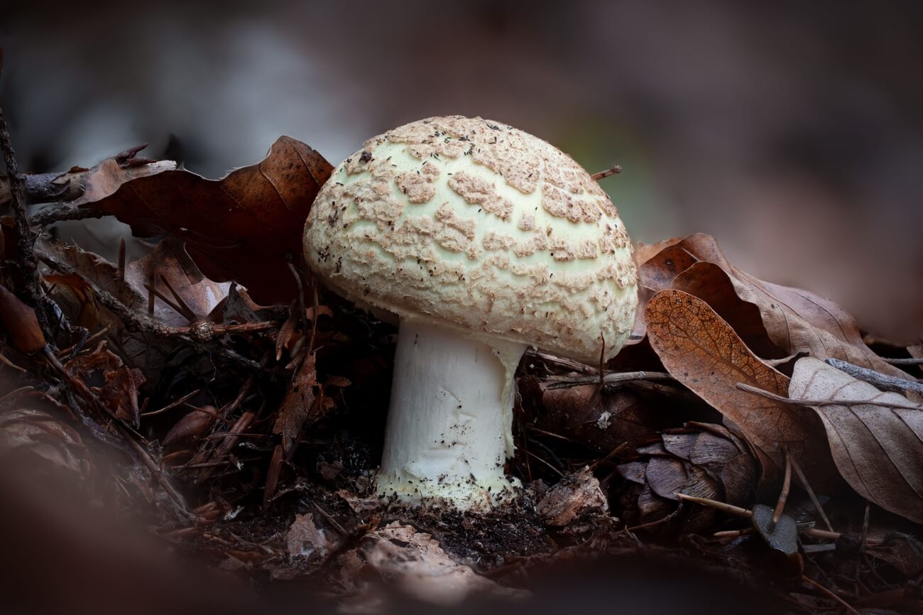 Muchomor cytrynowy – kompleksowy przewodnik o tym grzybie