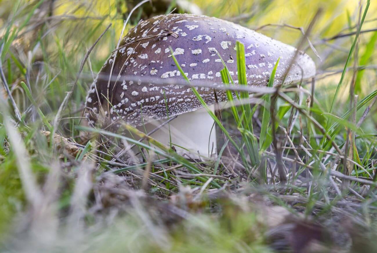 Muchomor plamisty – opis, właściwości i ciekawostki