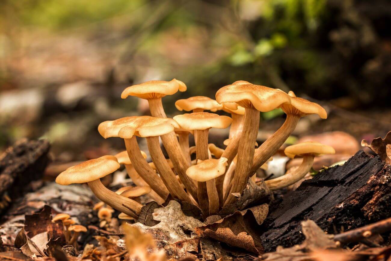 Opieńka bezpierścieniowa – właściwości i zastosowanie
