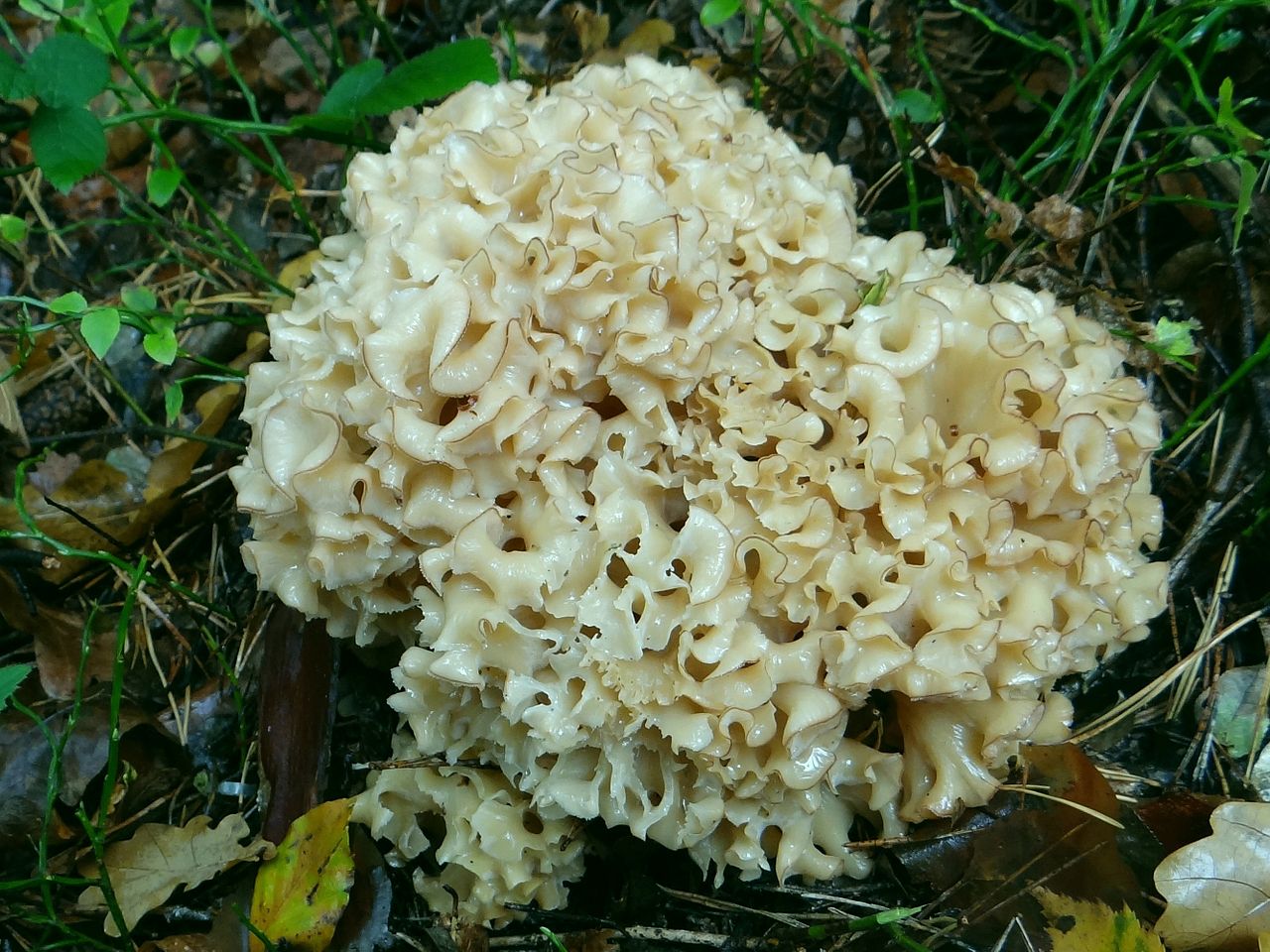 Siedzuń sosnowy — grzyb jadalny z lasów iglastych