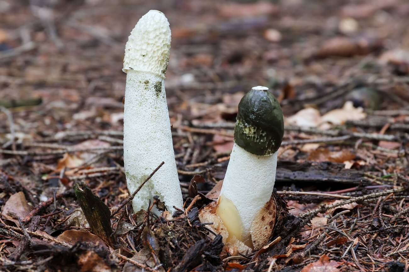 Sromotnik smrodliwy (Phallus impudicus) - opis grzyba