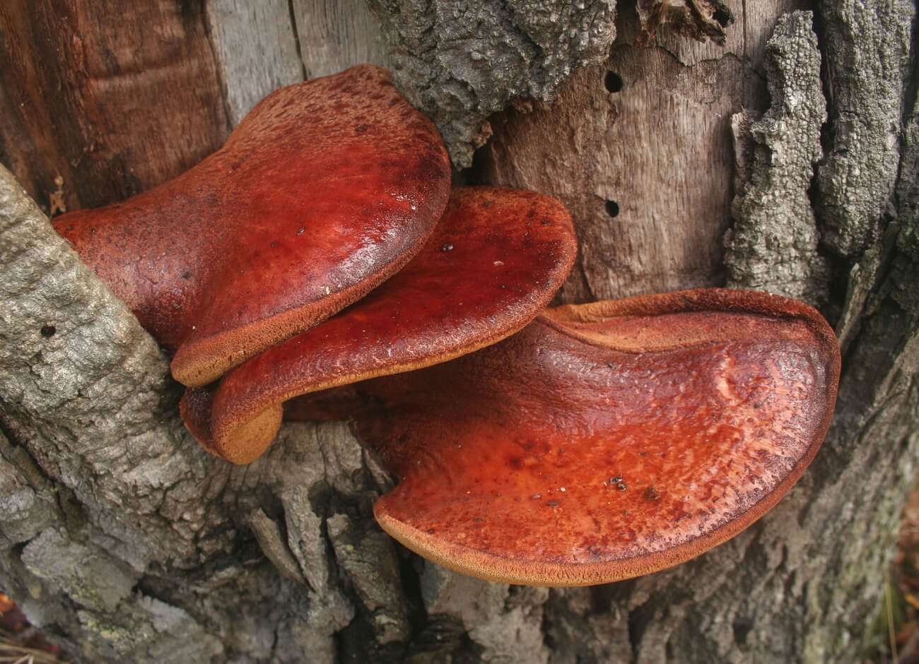 Fistulina hepatica – cudowny grzyb zwany ozorkiem dębowym