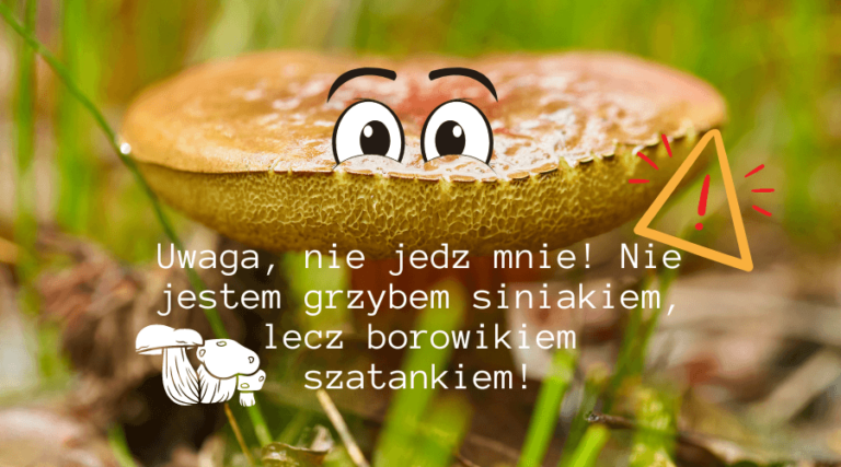 Grzyb siniak, czyli borowik ponury – jadalny czy trujący?