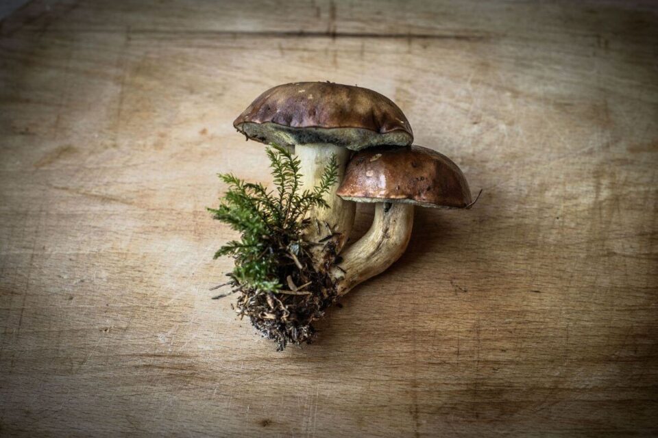 Grzyby — opis, rodzaje, atlas grzybów, porady dla grzybiarzy