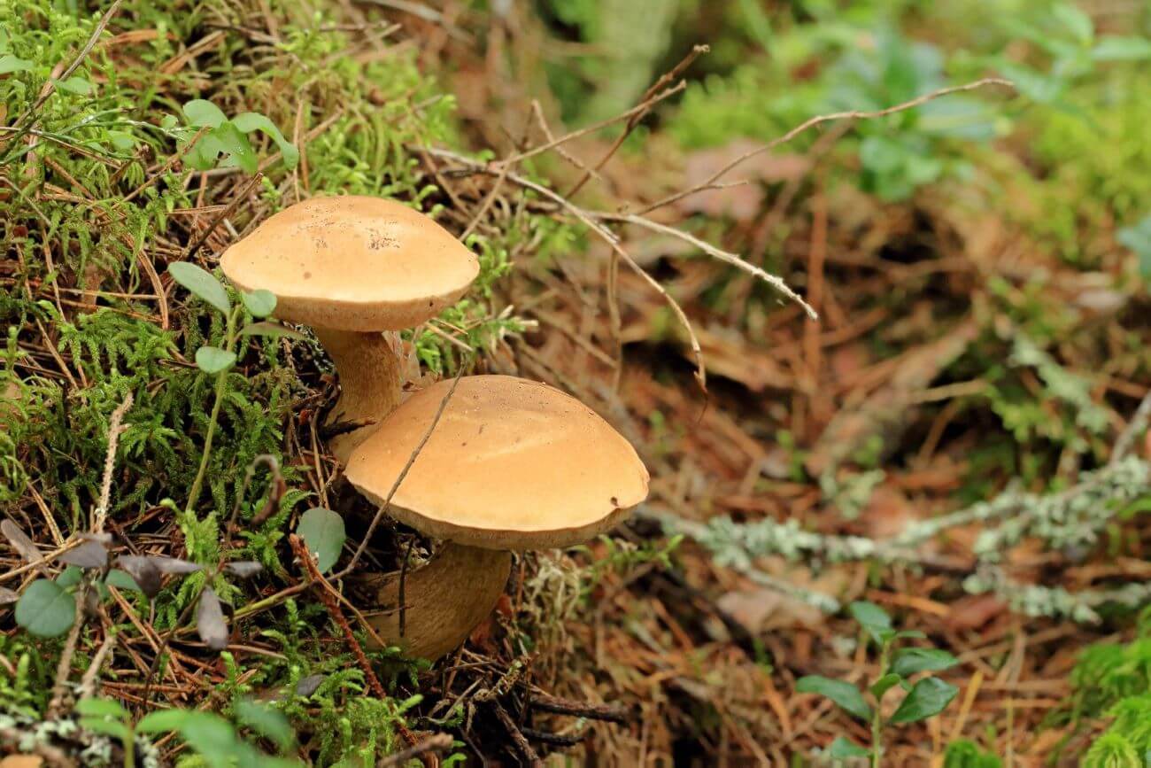 Sitarze grzyby: Sekret maślaka sitarza (Suillus bovinus)